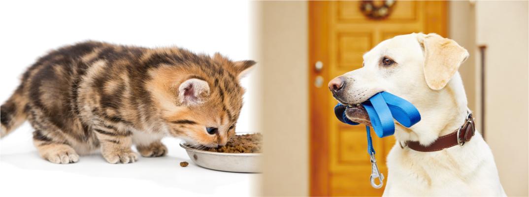Pet Minding | Minding Houses